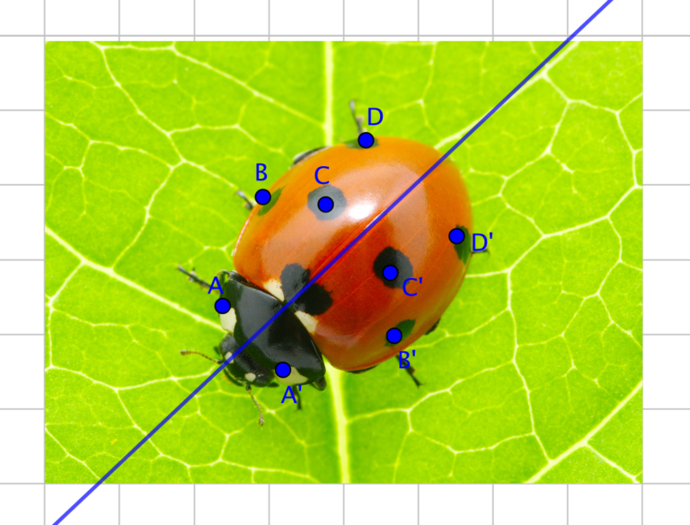 Le simmetrie, tutte intorno a noi | Articoli | DLive Matematica